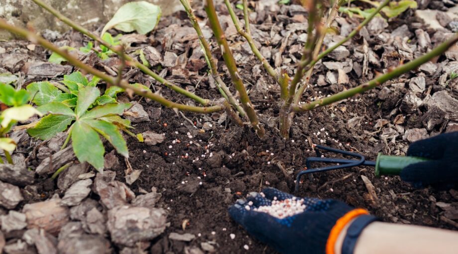 15 Essential Rose-Growing Tips