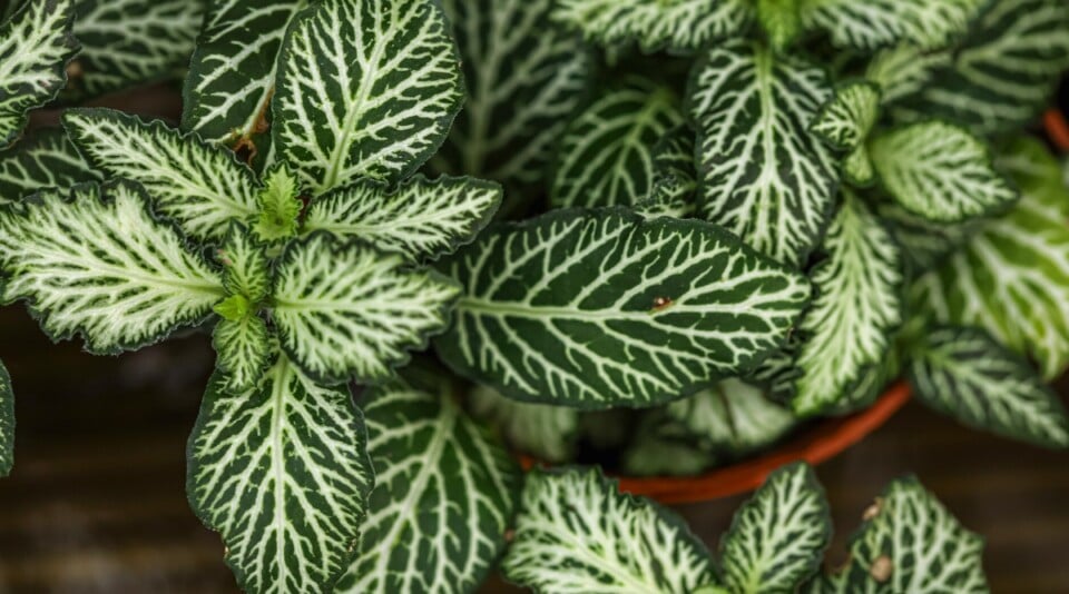 38 Best Plants For Terrariums
