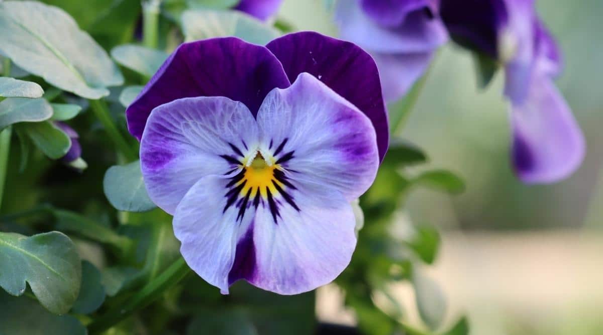 Petunia Like Flowers Blooming Petunia In A Flower Pot On The Terrace