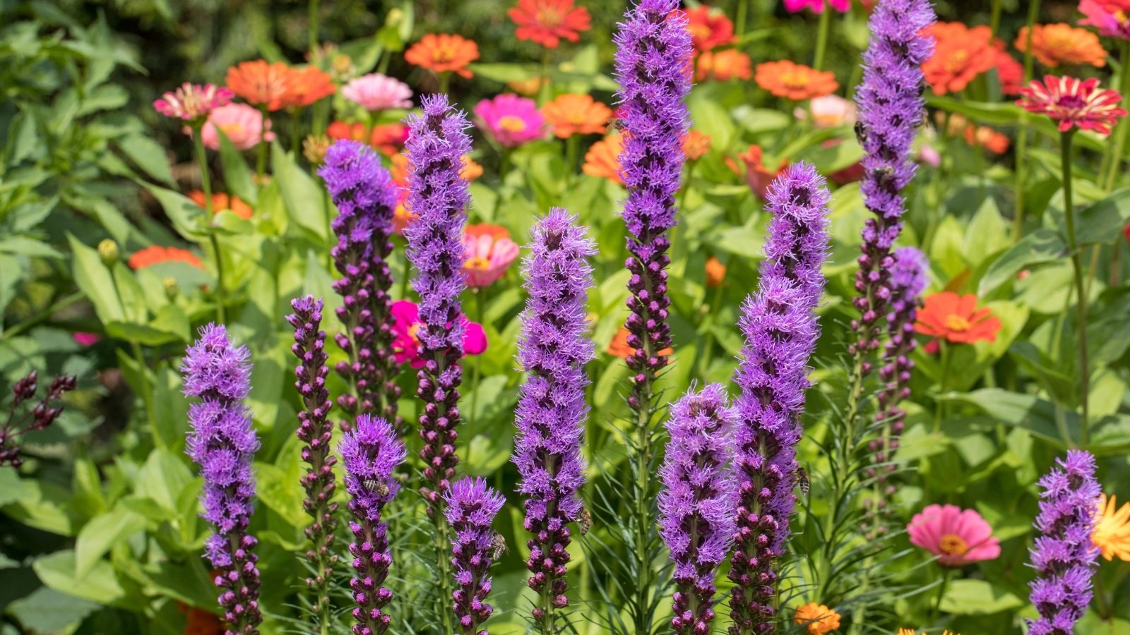 Purple Fall Flowers In Season