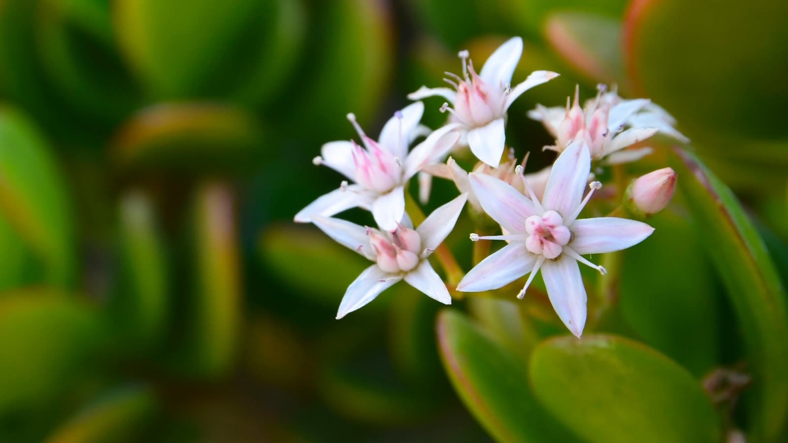 Crassula Ovata Flower