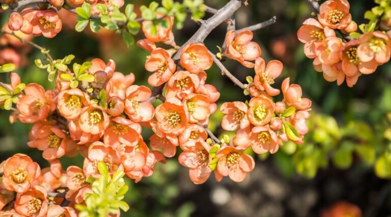 27 Flowering Trees That Grow Well in Michigan