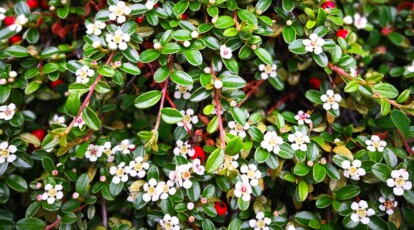 The 10 Best Plants for Erosion Control in Your Yard