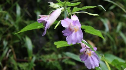 37 Different Impatiens Varieties to Plant This Season