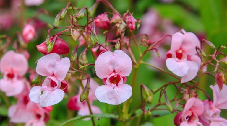 37 Different Impatiens Varieties to Plant This Season