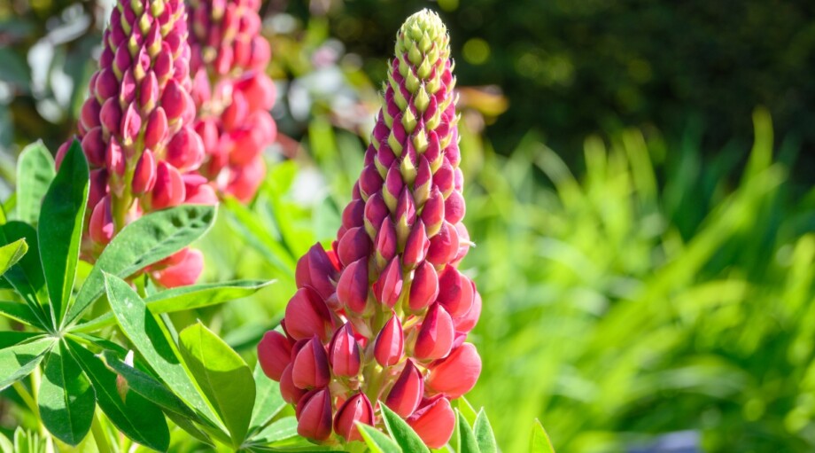 Are Lupines Annual, Biennial, or Perennial Plants?