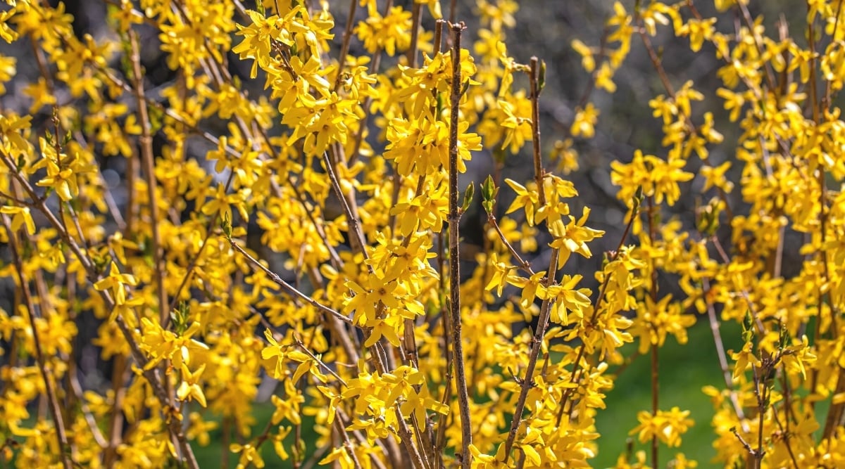 27 Flowering Shrubs That Make Beautiful Privacy Hedges