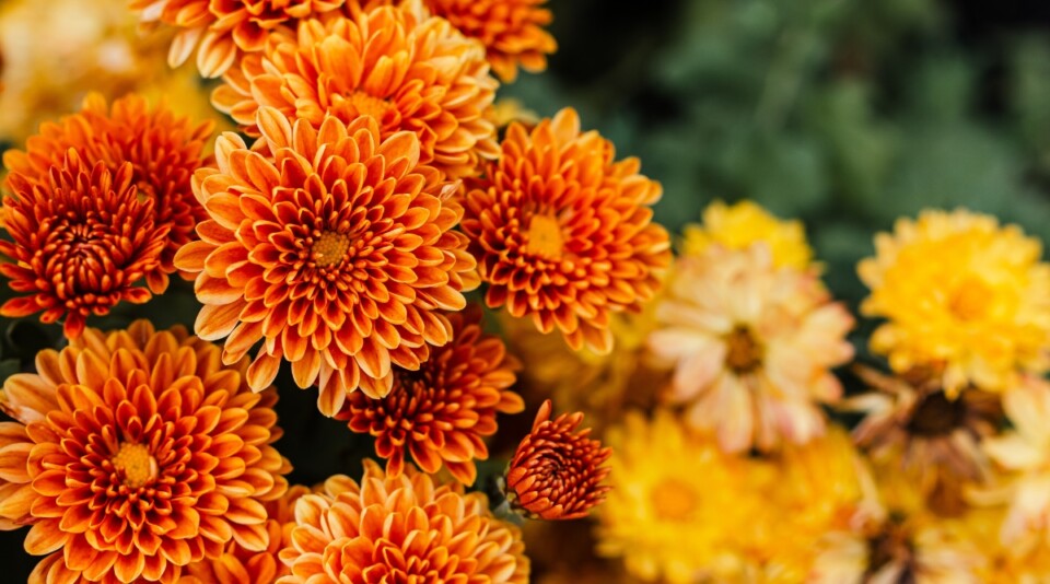 27 Hardy Mum Varieties for Your Fall Garden