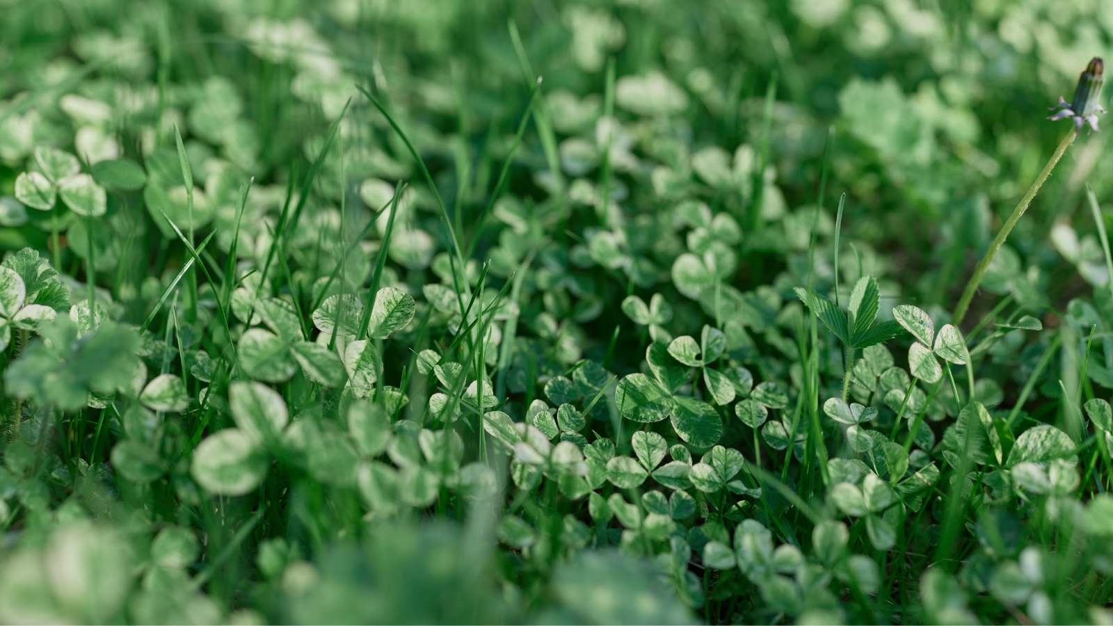 Does Microclover Make a Good Lawn Replacement?