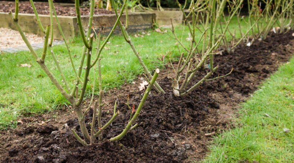 15 Essential Rose-Growing Tips