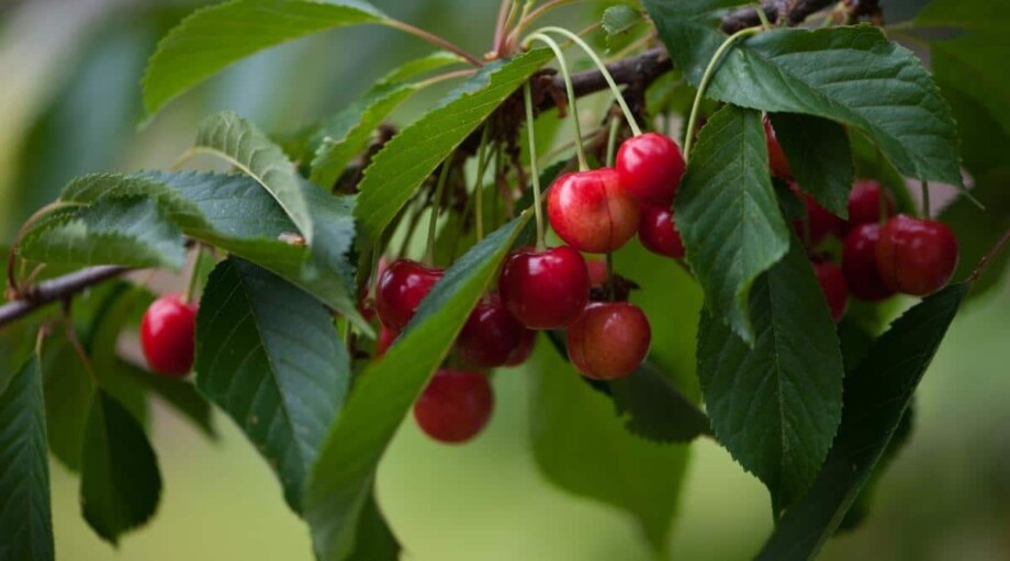 How to Plant, Grow, and Care For Fruit Bearing Cherry Trees