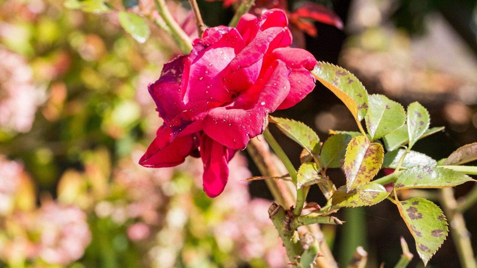11 Rose Bush Diseases: Identification, Prevention, and Treatment