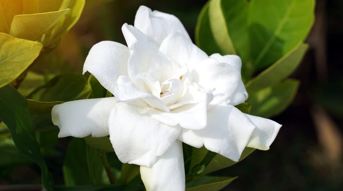 How to Plant, Grow and Care For Gardenias