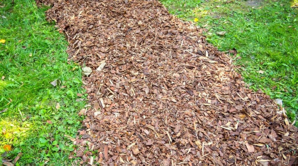 How to Feed Your Soil in the Fall in 10 Easy Steps