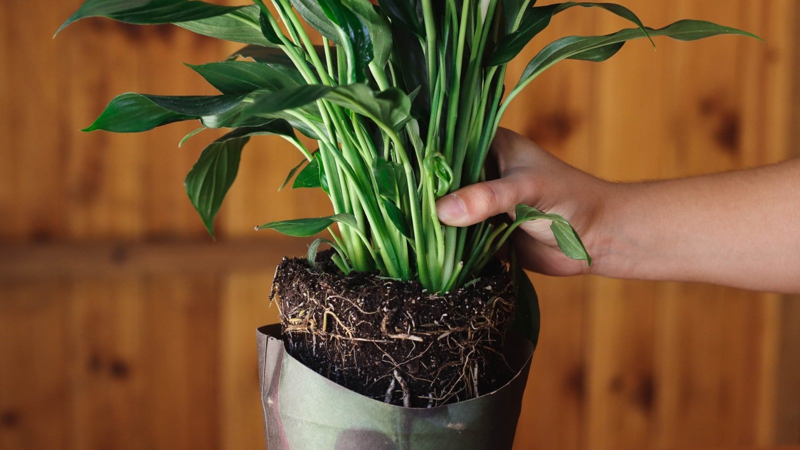 How to Propagate Peace Lilies in 5 Simple Steps