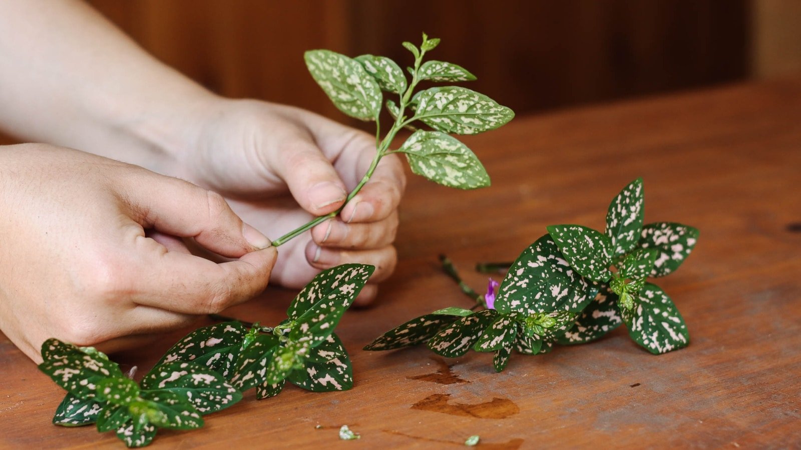 How to Propagate Polka Dot Plants in 5 Simple Steps How to Propagate Polka Dot Plants in 5 Simple Steps