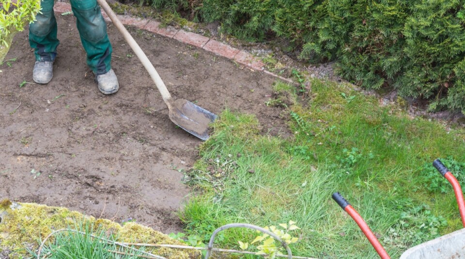 How to Replace Your Lawn with Microclover