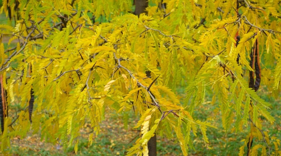 21 Trees With Spectacular Fall Color