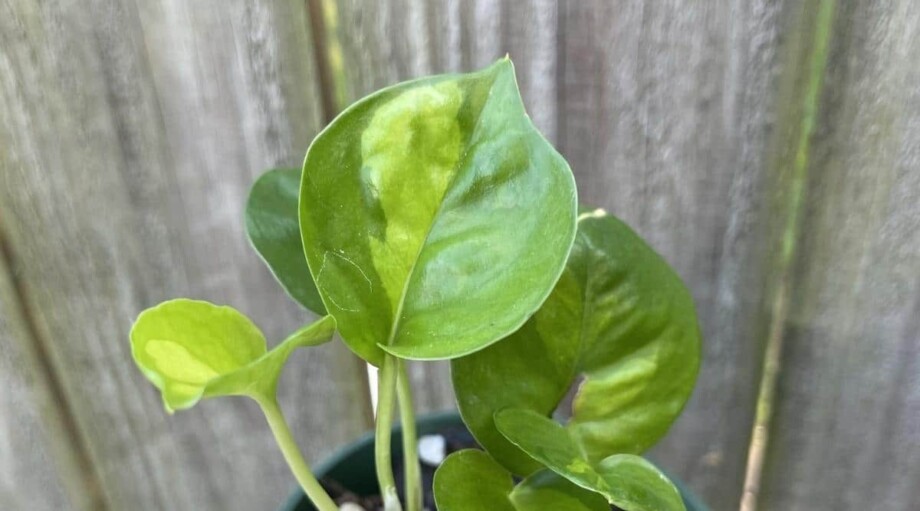 How to Plant, Grow, and Care For Global Green Pothos