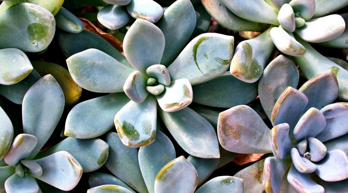 37 Different Types Purple Succulents With Names & Pictures