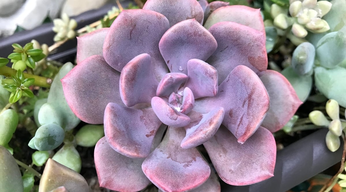 37 Different Types Purple Succulents With Names & Pictures