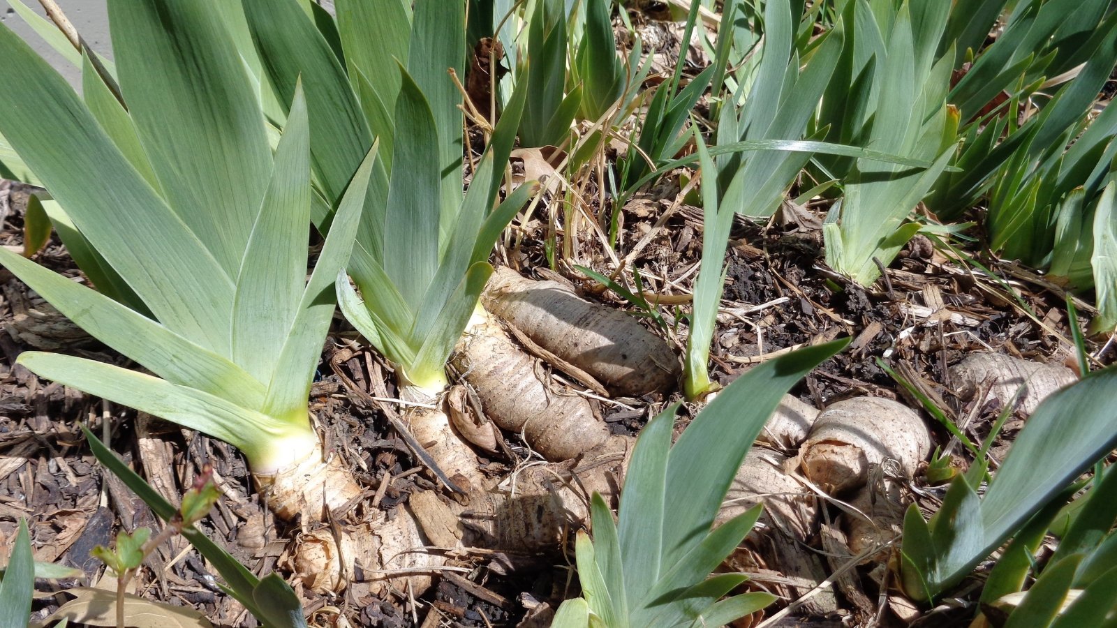 How Do You Control Plants that Spread by Rhizomes?