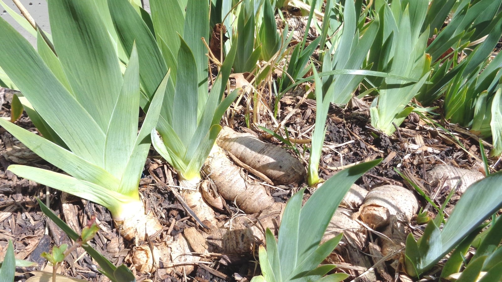 Rhizome Examples