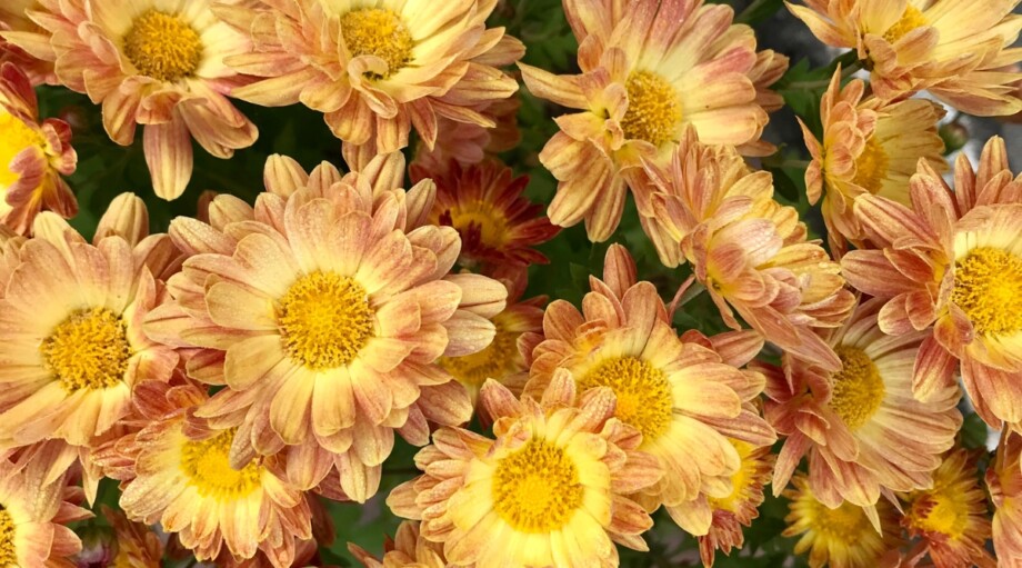 27 Hardy Mum Varieties for Your Fall Garden
