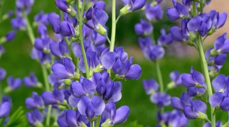How to Plant, Grow, and Care For Blue False Indigo