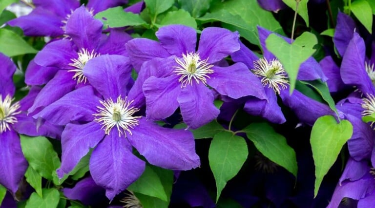 How to Plant, Grow, and Care For Clematis Flowers