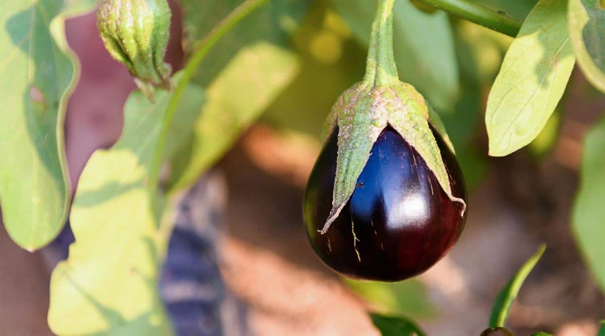 How To Grow Eggplant
