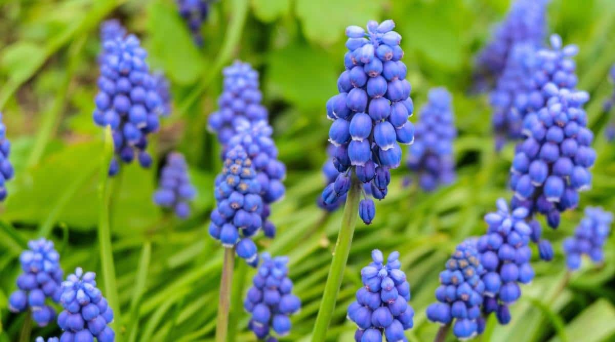 Grape Hyacinth Purple Bloom
