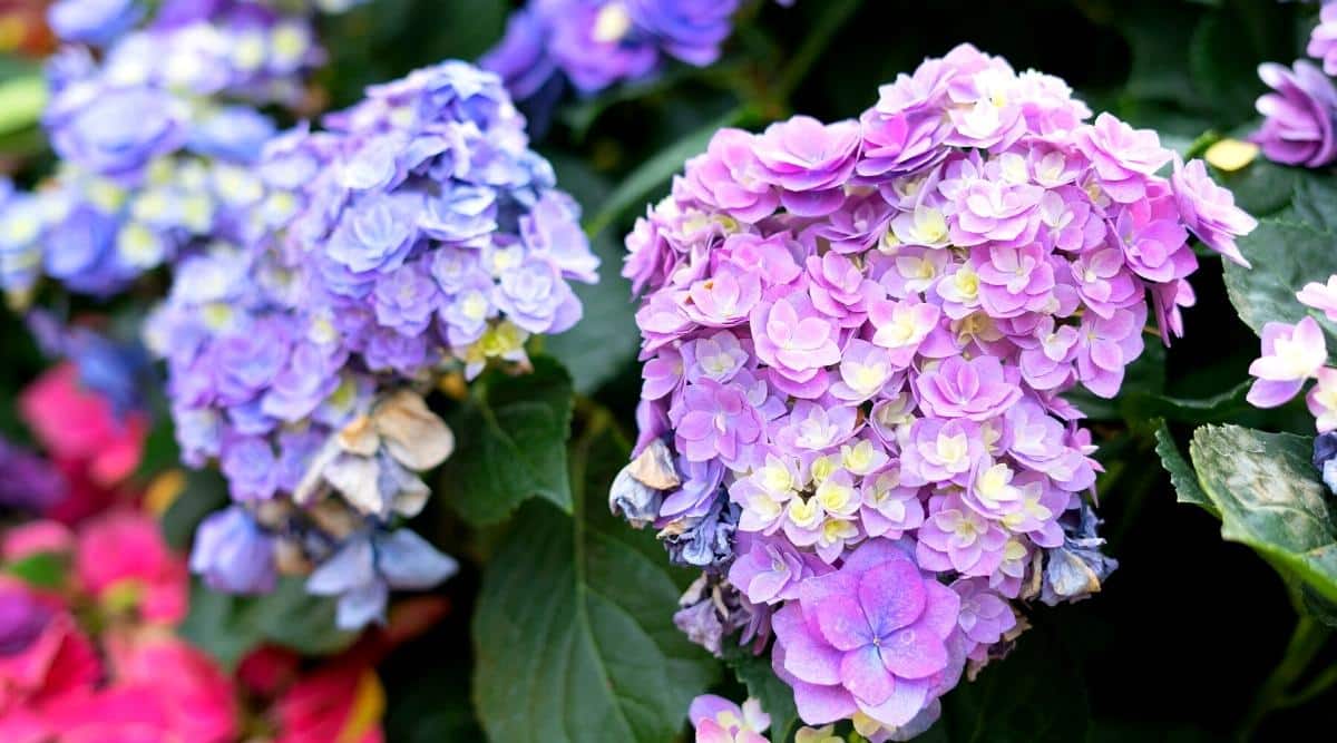15 Purple Hydrangea Varieties For Majestic Garden Appeal