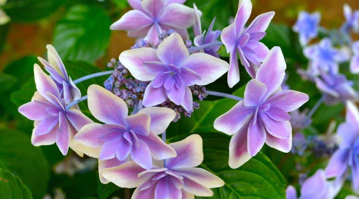 15 Purple Hydrangea Varieties For Majestic Garden Appeal