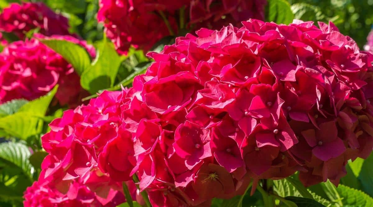 17 Red Hydrangea Varieties With Beautiful Red Blooms