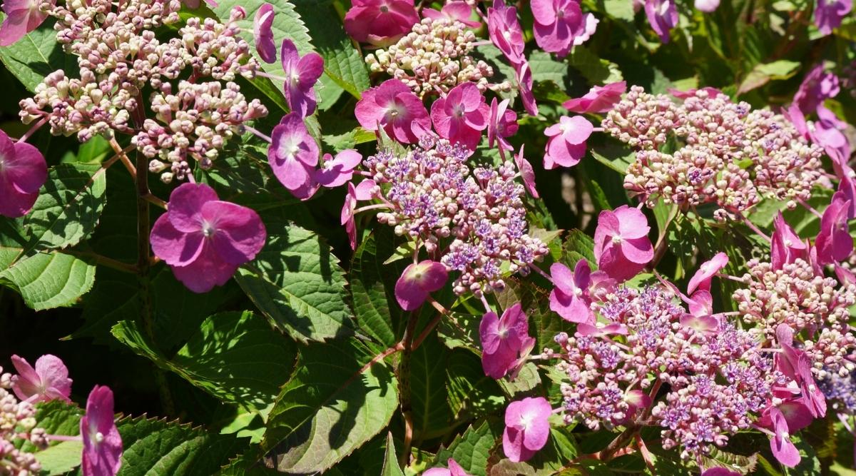 17 Red Hydrangea Varieties With Beautiful Red Blooms