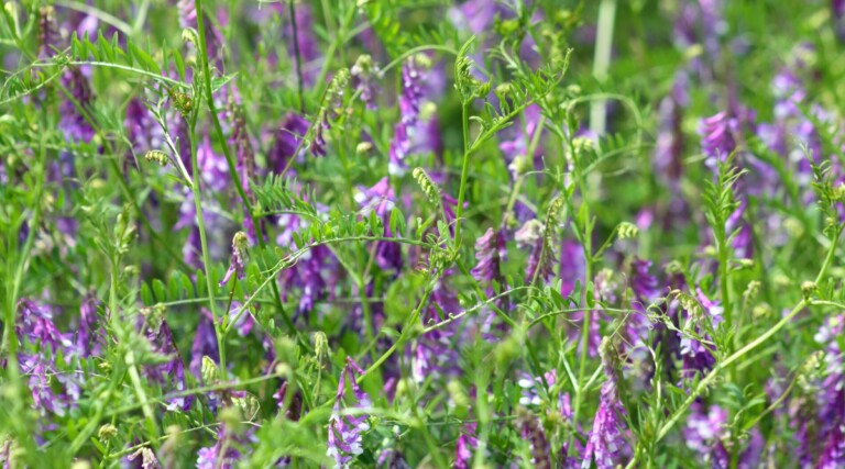 9 Fall Cover Crops for Fertile Spring Soil