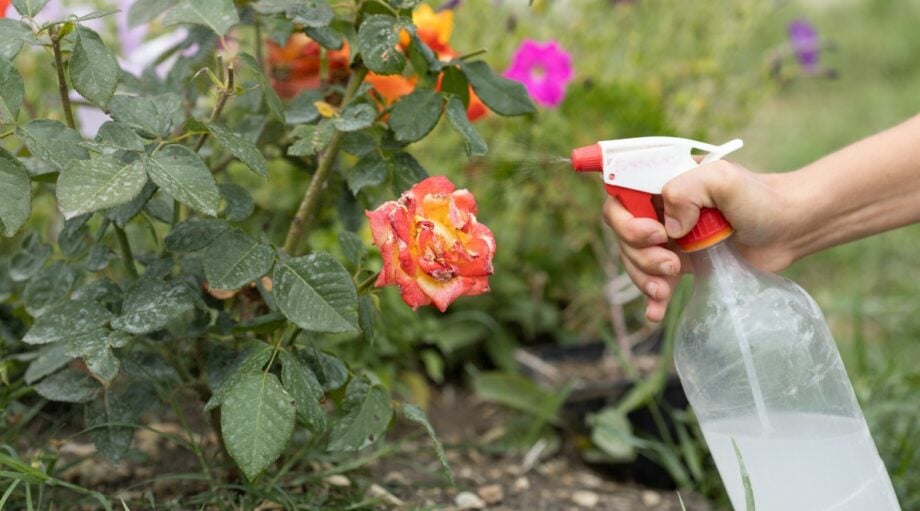 How to Identify and Manage Aphids