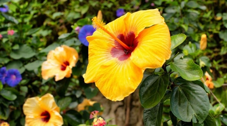 21 Different Hawaiian Flowers Only Found in Hawaii