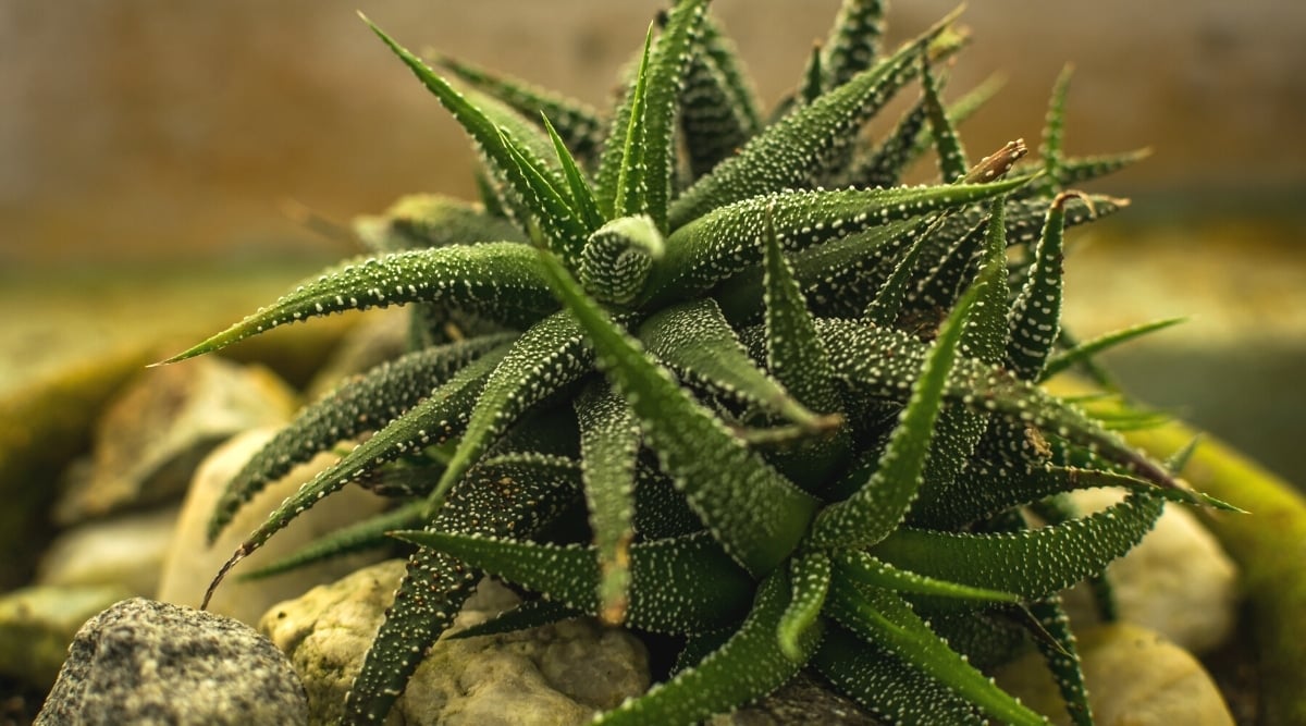 16 Types of Haworthia Succulents With Names and Pictures