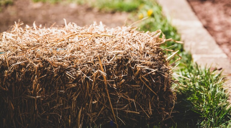 11 Tips for Starting a Strawbale Garden