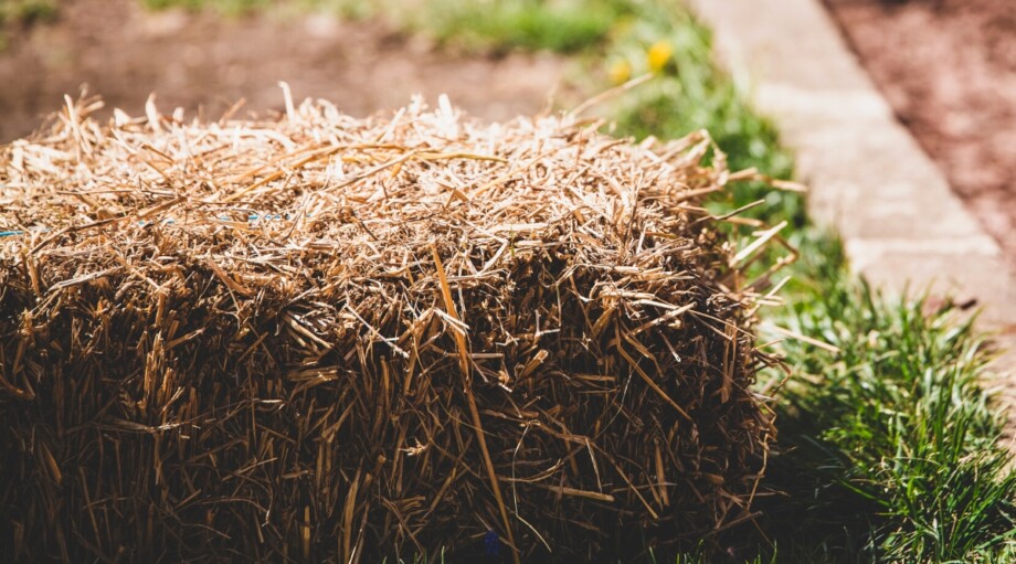 11 Tips for Starting a Strawbale Garden