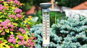 15 Tips For Keeping Plants Alive in Hot & Dry Conditions
