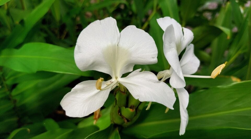 13 Varieties of Flowering Ginger for Your Garden