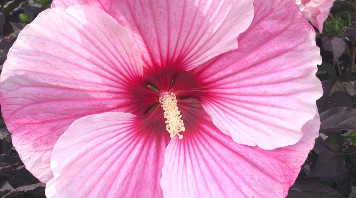 13 Different Pink Hibiscus Varieties For Bright Garden Color