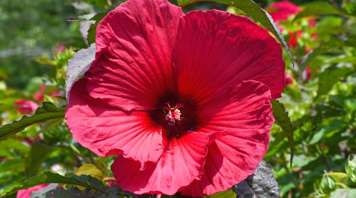 What Colors Are Hibiscus Flowers When They Bloom?