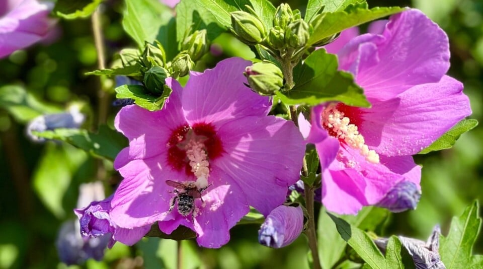 Top 21 Shrubs for Pollinators