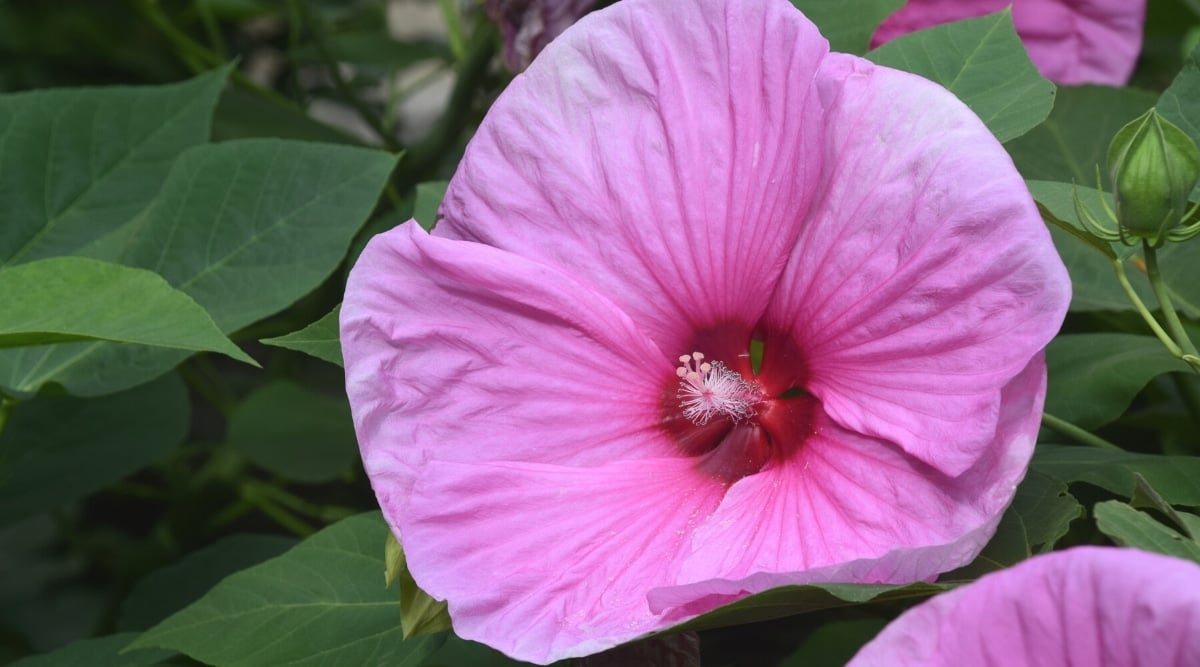 Pink Hibiscus Flower