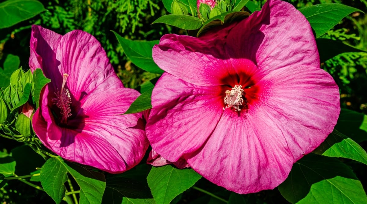 13 Different Pink Hibiscus Varieties For Bright Garden Color