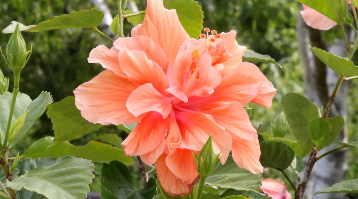 11 Orange Hibiscus Varieties to Brighten Your Garden